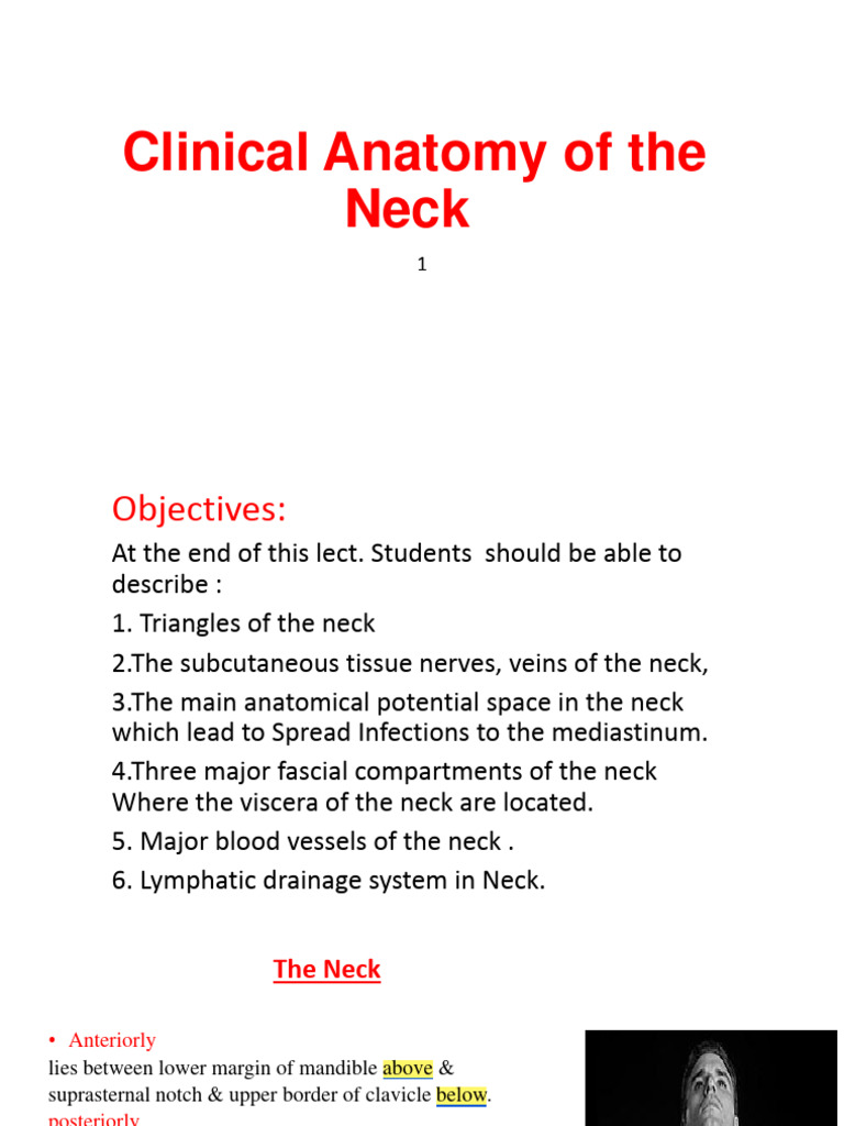 Neck Anatomy: Vessels and Structures | PDF | Neck | Common Carotid Artery