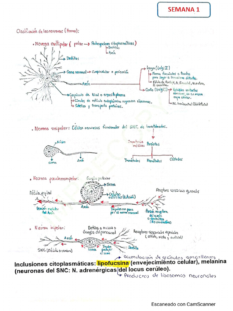 Embrio e Histo1-7 | PDF