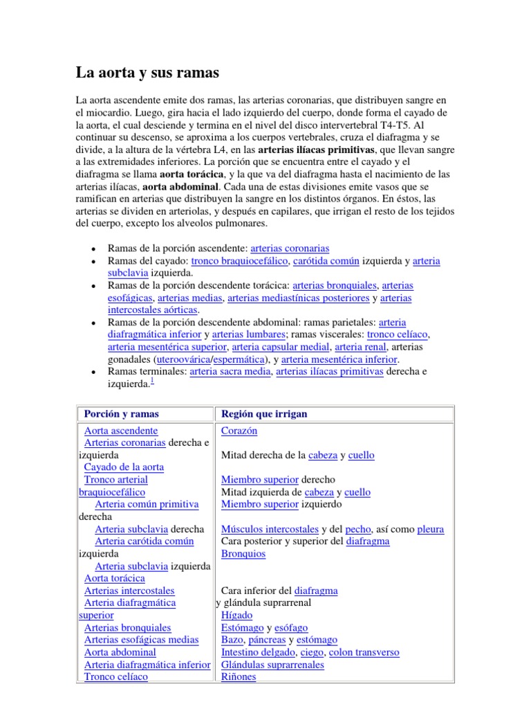 La Aorta y Sus Ramas | PDF | Aorta | Abdomen