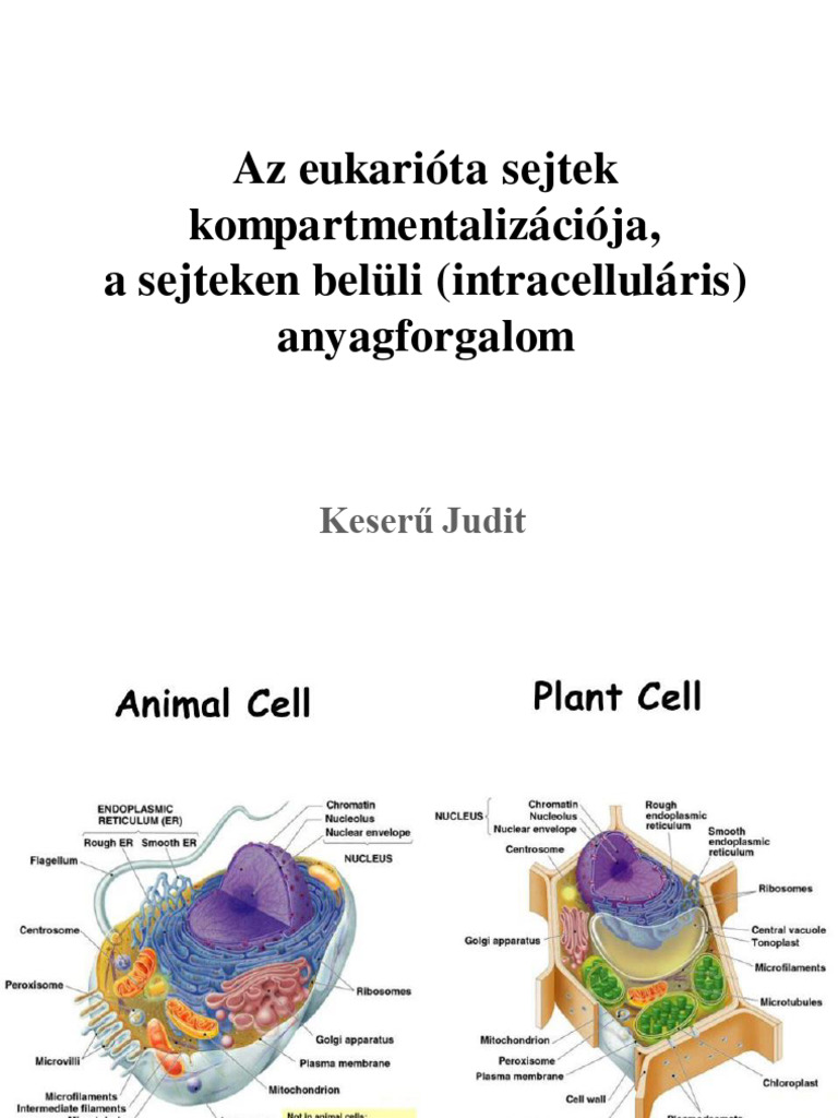 GyBiol-I - E09-10 Kompartmentek És Intracelluláris Transzport | PDF