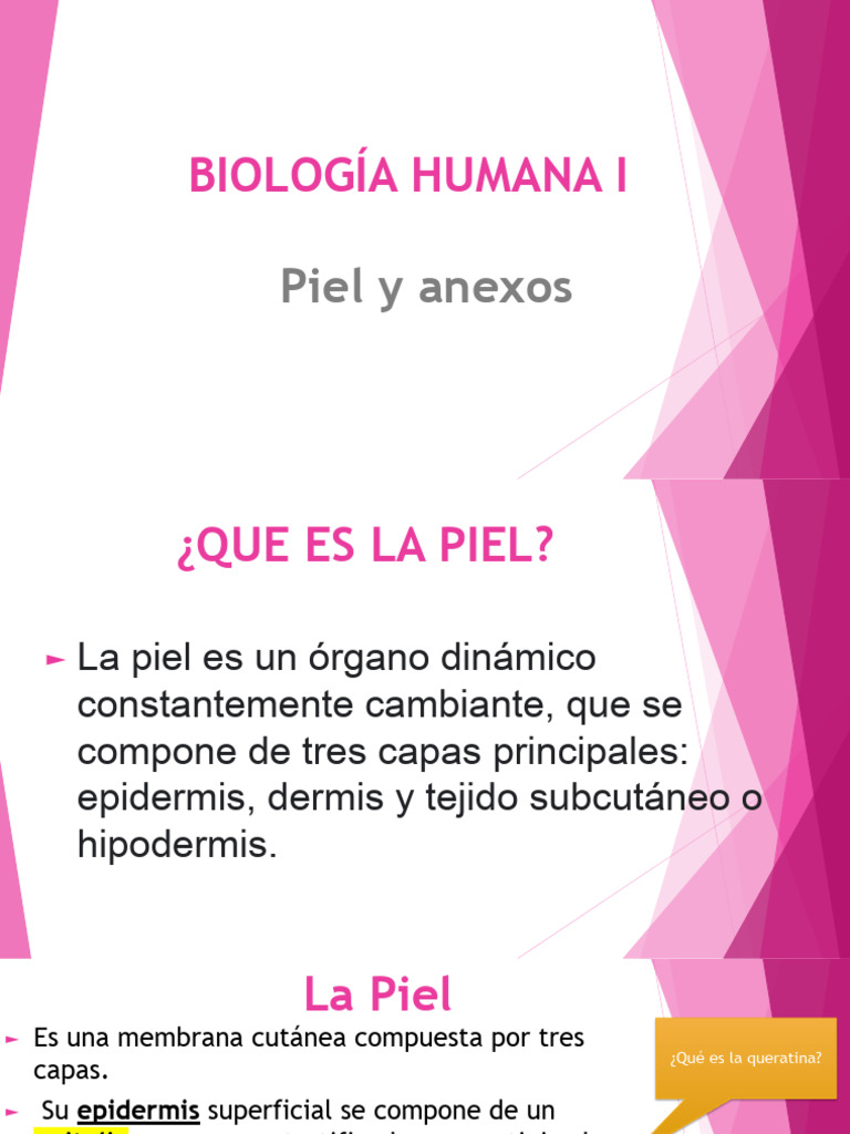 Piel PPT Clases | PDF | Piel | Epidermis