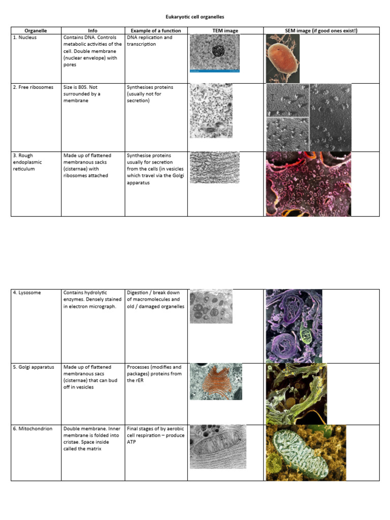 1A. Eukaryotic Cell Organelles Matching Task v2022 | PDF | Endoplasmic ...