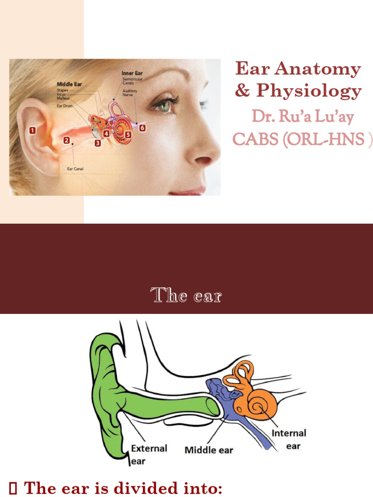 Anatomy Of The Ear Ppt 0914 Anatomy Of Cochlea Of Human Ear Medical