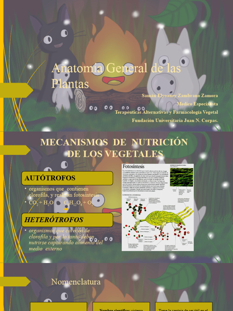 Anatomía General de Las Plantas | PDF | Hoja | Reproducción de plantas