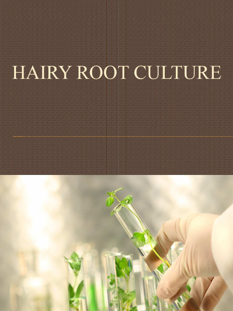 Hairy Root Culture and Metabolite Production | PDF | Root | Life Sciences