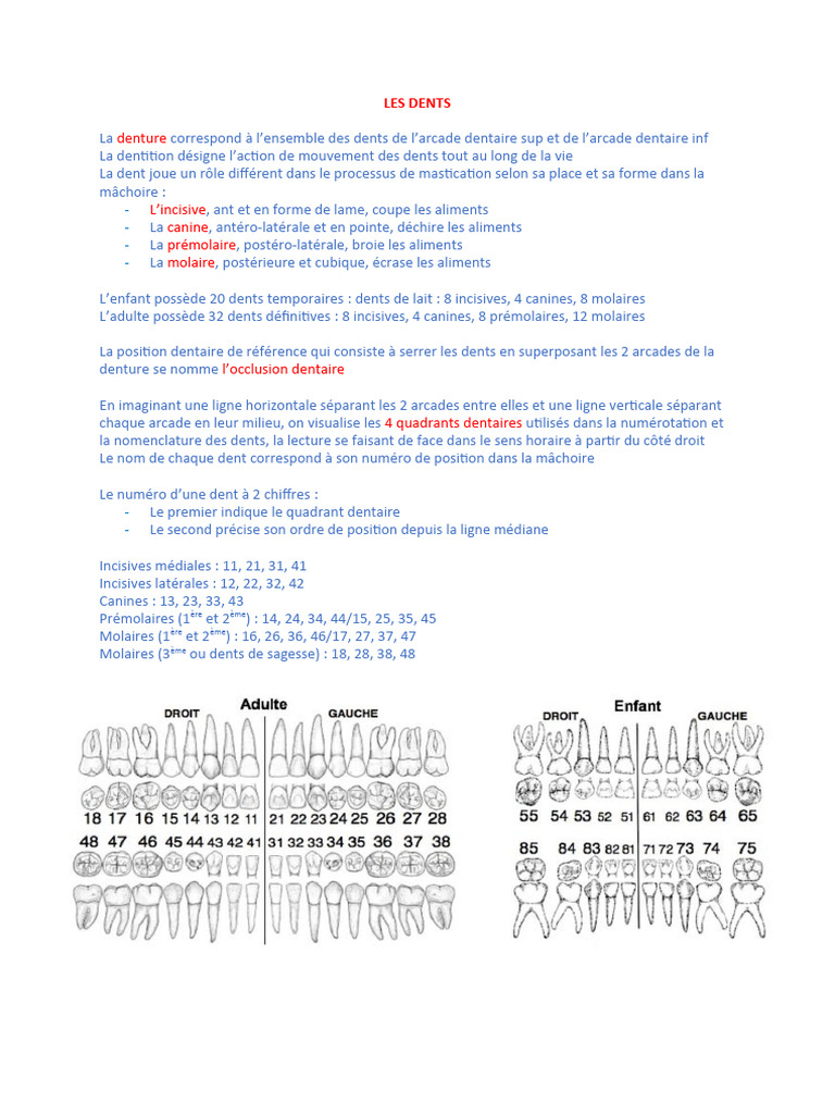Numérotation des Dents chez l'Adulte | PDF | Dent | Anatomie dentaire