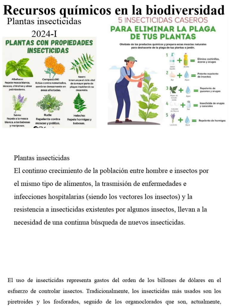 Plantas Insecticidas: Alternativas Naturales | PDF | Insecticida | Biología