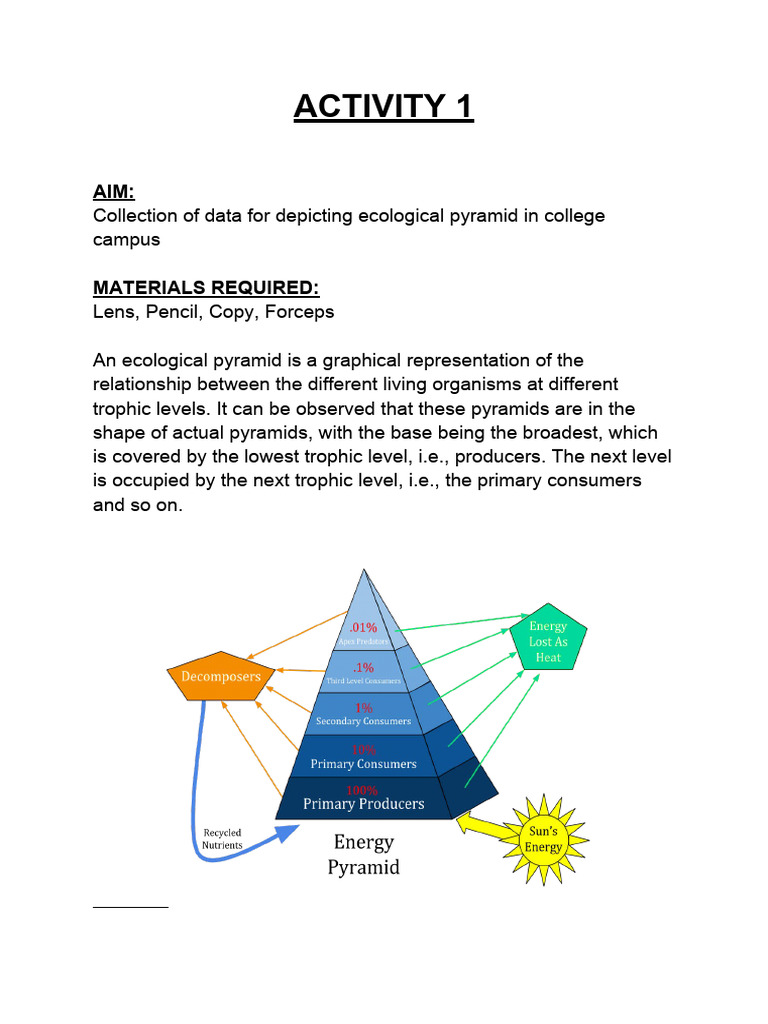 Activity On Ecological Pyramid | PDF