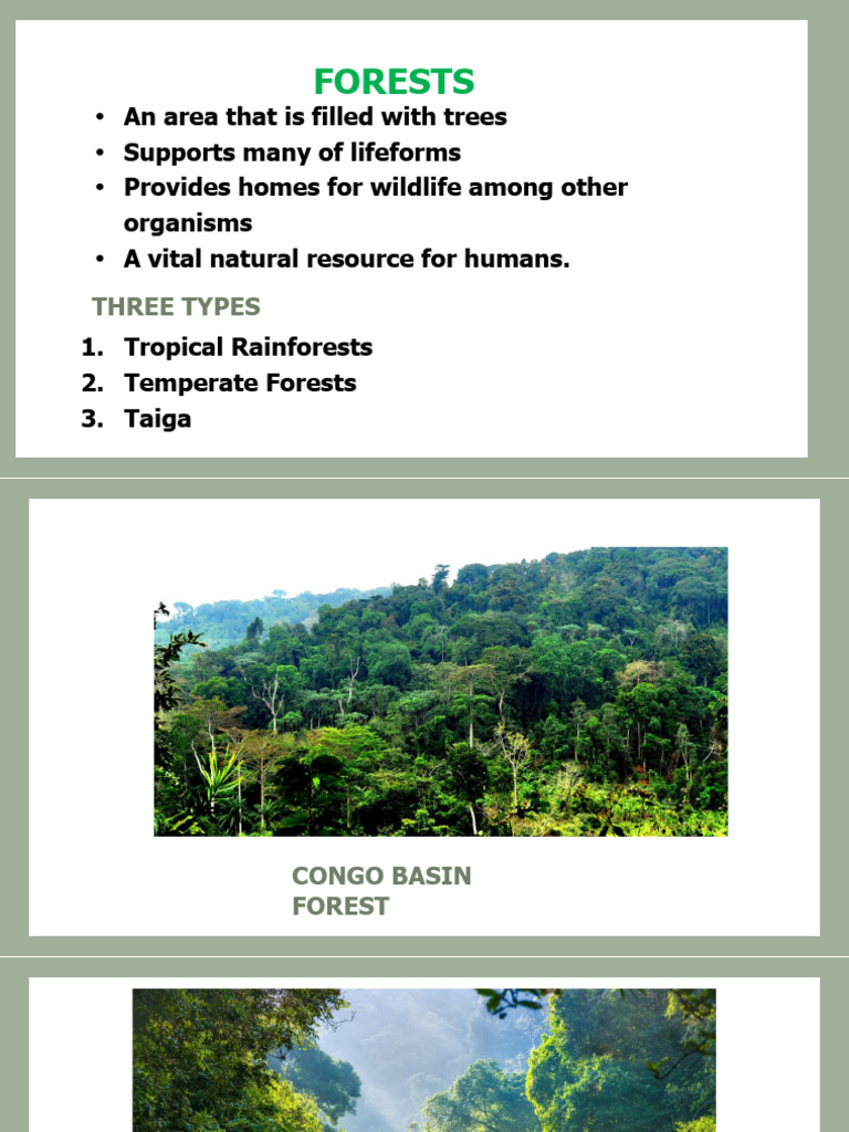 Biomes | PDF | Rainforest | Grassland