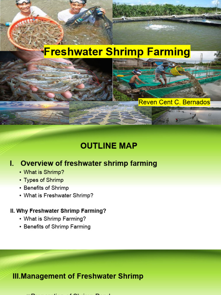 FINAL-PPT-196.pptx | PDF | Shrimp | Water