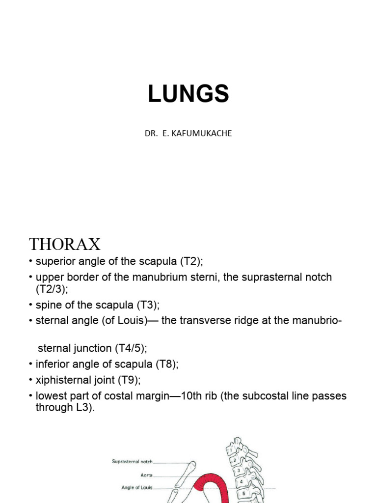 LUNGS | PDF | Thorax | Lung