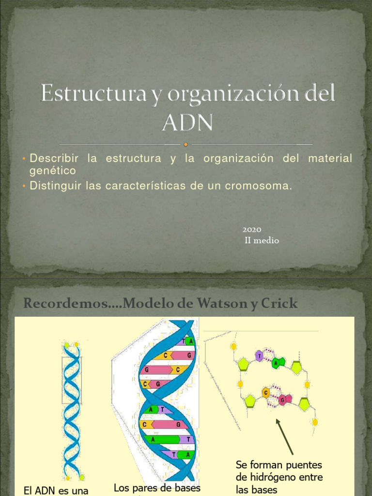 Organización del ADN y Cromosomas | PDF | Cromosoma | Adn