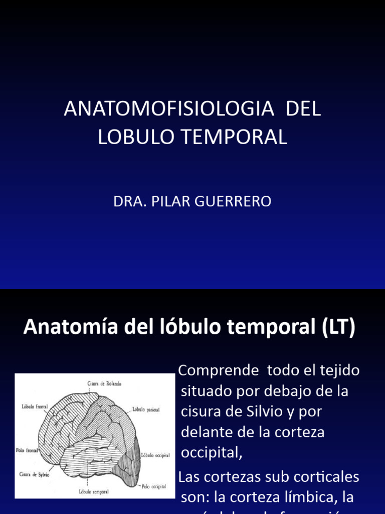 Anatomía y Función del Lóbulo Temporal | PDF | Lóbulo temporal | Sonido