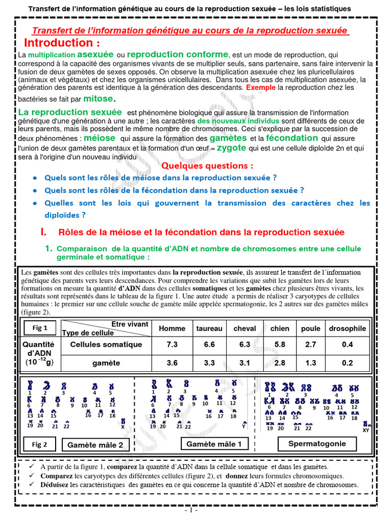 Transfert génétique et méiose expliqués | PDF | Dominance (Génétique ...