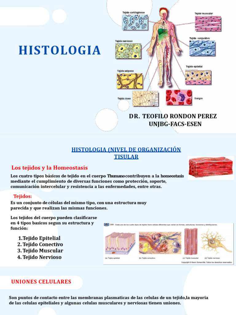 Nivel de Organizacion Tisular PPT Histologia | PDF | Epitelio | Tejido ...
