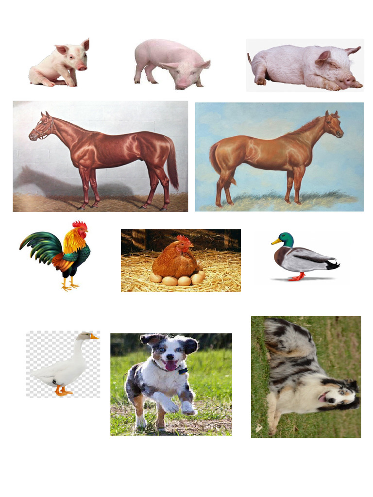 Farm Animal | PDF
