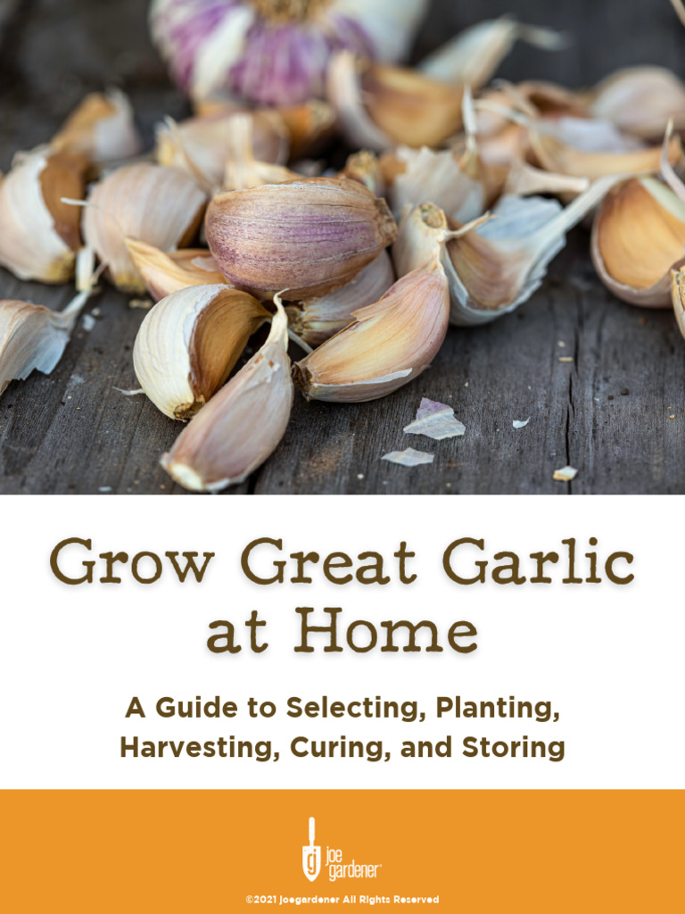 How To Grow Garlic - PDF | PDF | Garlic | Mulch