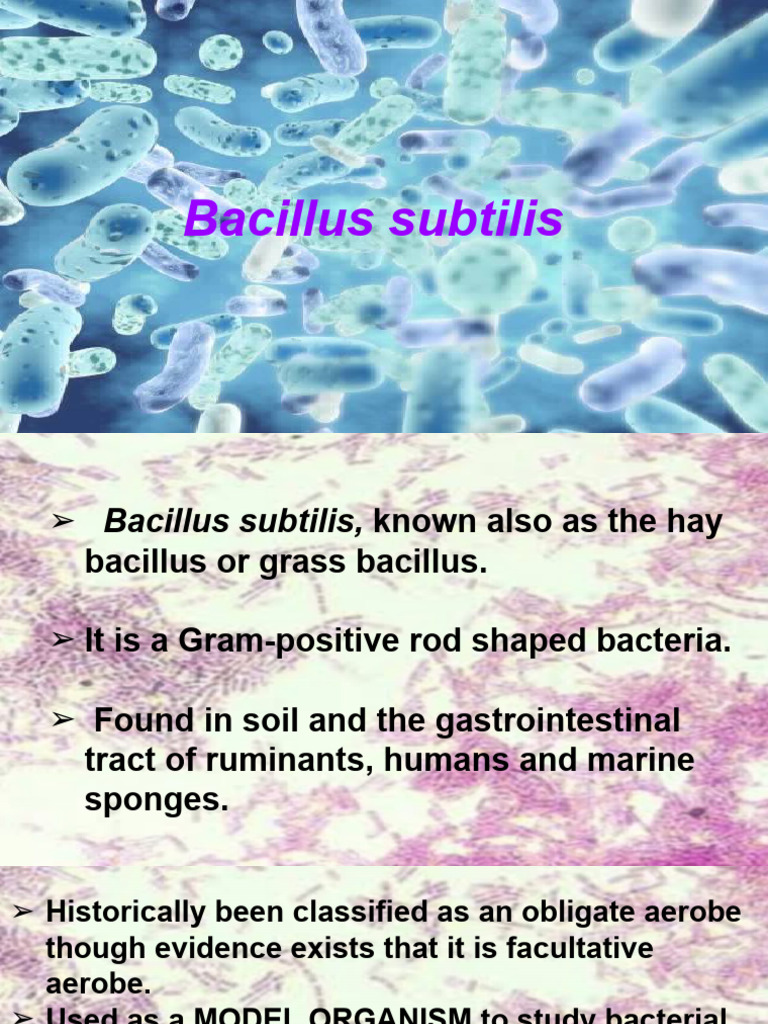 Bacillus Subtilis | PDF | Bacillus | Bacteria
