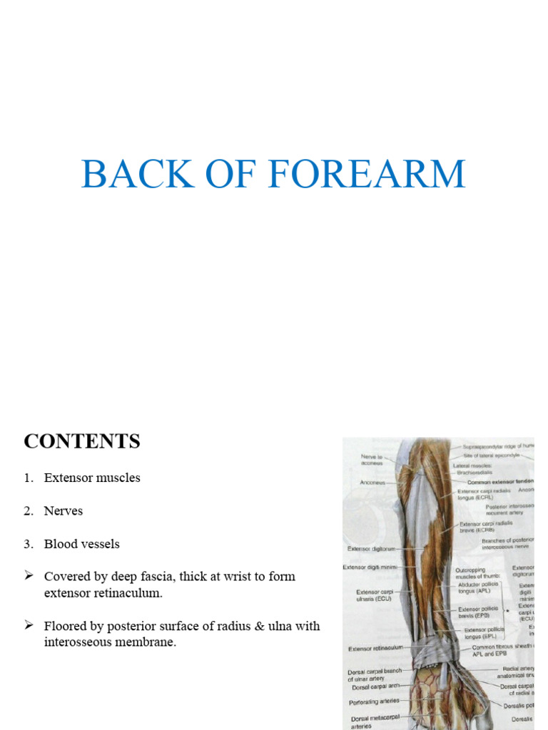 Back of Forearm | PDF | Thumb | Limbs (Anatomy)