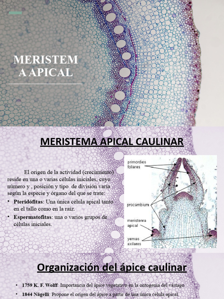 Meristemos Apicales: Estructura y Función | PDF