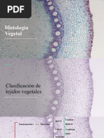 Meristemos Apicales: Estructura y Función | PDF
