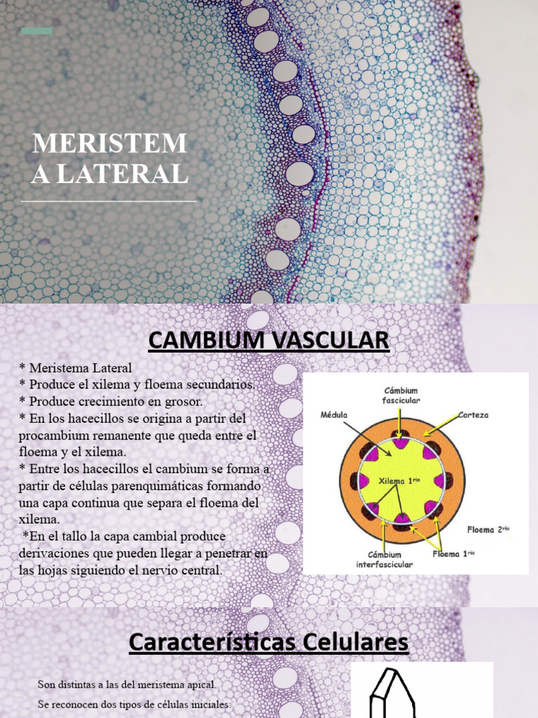 MERISTEMA Lateral | Descargar gratis PDF | Tallo de la planta ...