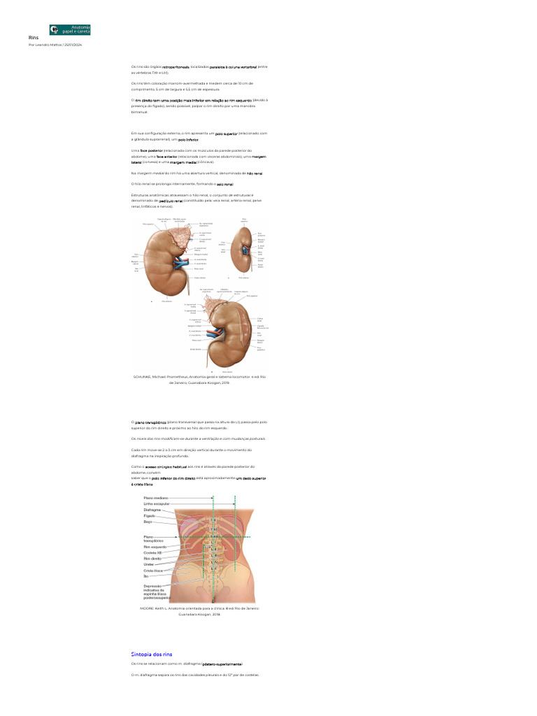 Rins - Anatomia Papel e Caneta | PDF | Rim | Aparelho geniturinário