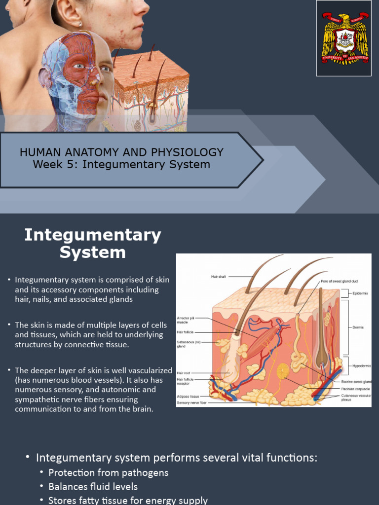 Integumentary System Overview | PDF | Integumentary System | Skin