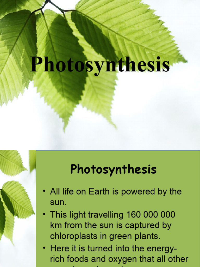 Plant Photosynthesis | PDF | Photosynthesis | Chloroplast