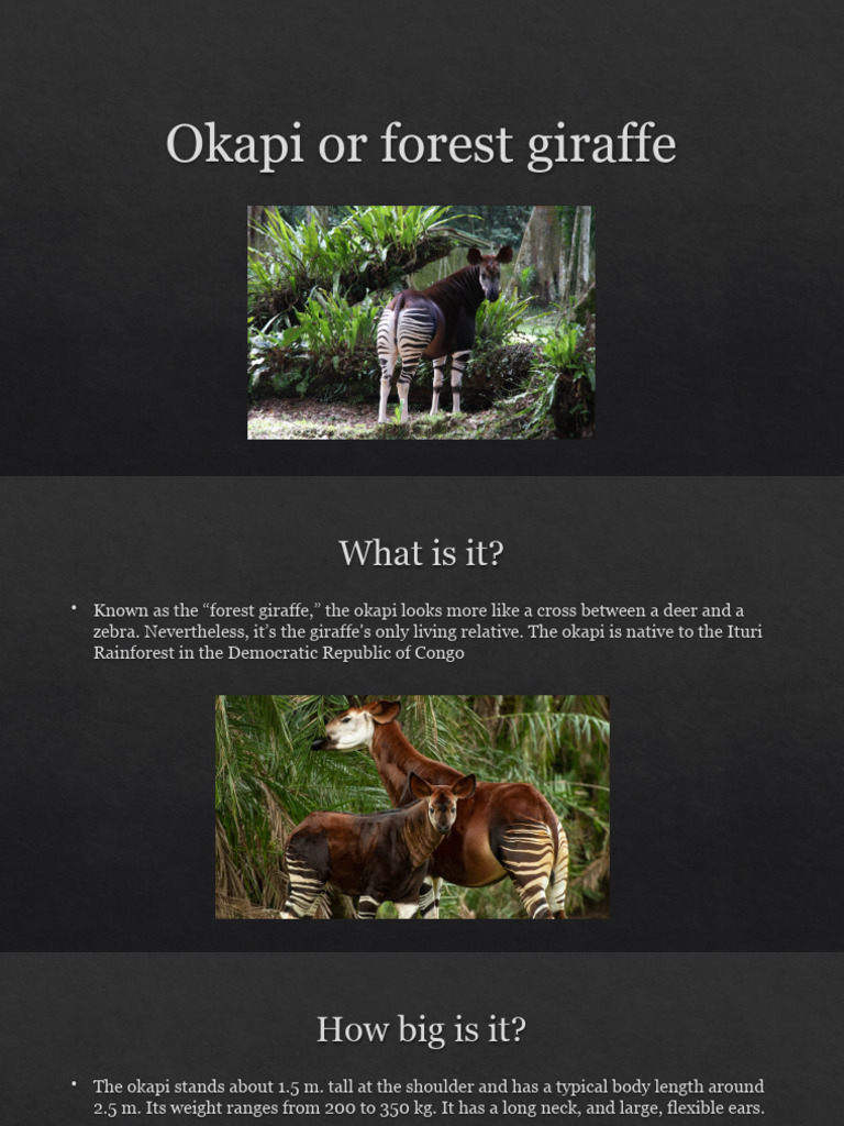 Okapi: The Elusive Forest Giraffe | PDF