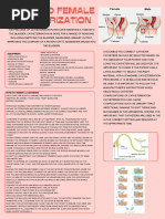 Male Catheterisation OSCE Guide | PDF | Catheter | Medical Specialties