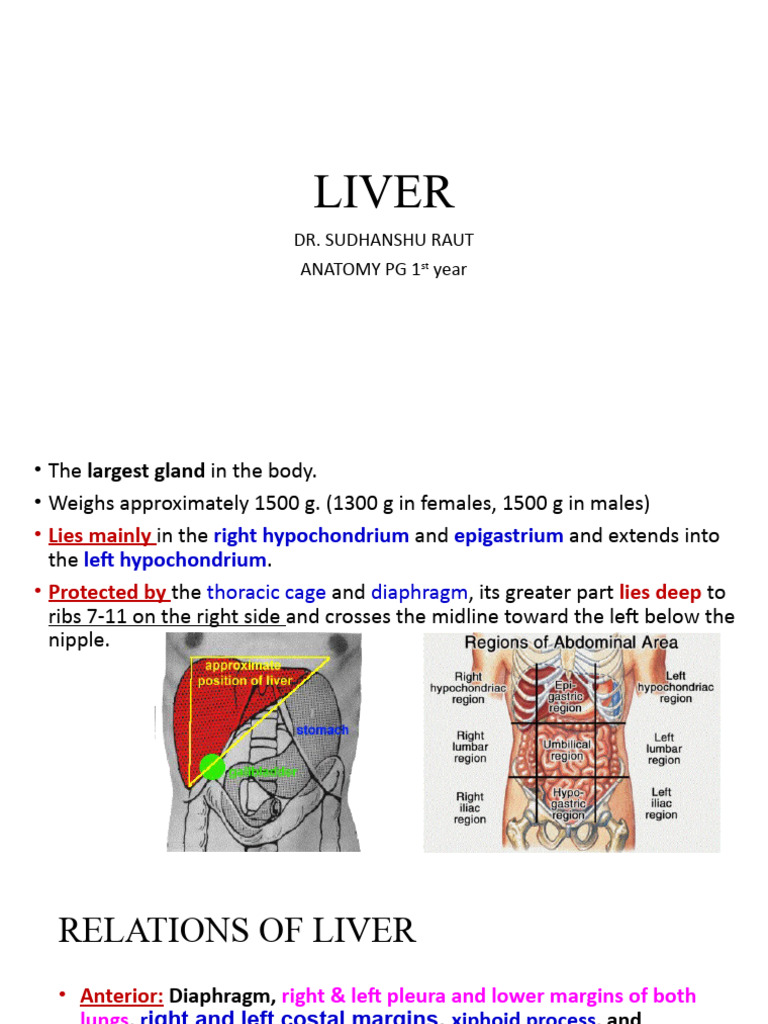 Liver Anatomy Overview | PDF | Liver | Anatomy