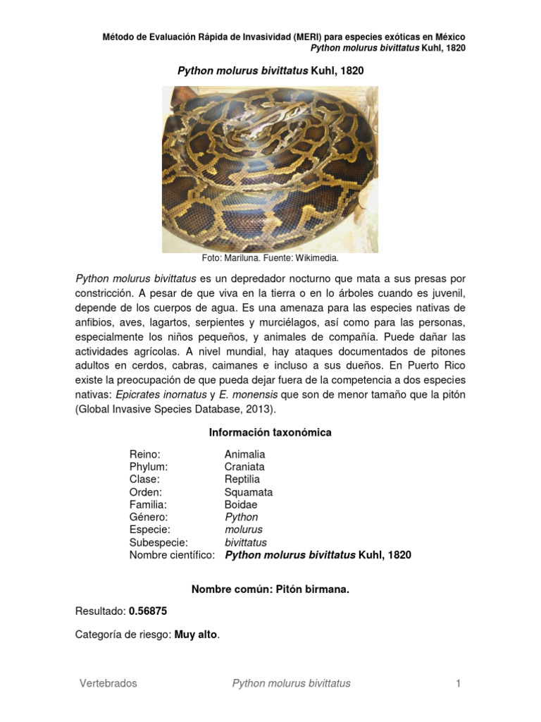 Python Molurus A | PDF | Especies invasivas | Biología