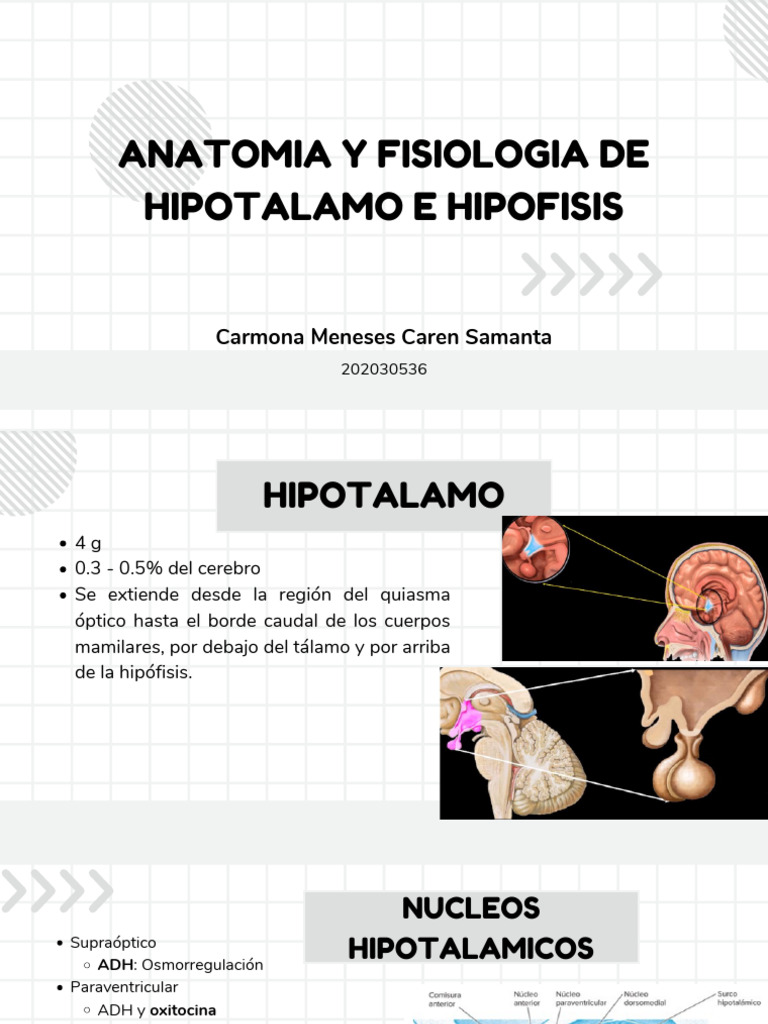 3-Anatomia y Fisiologia de Hipotalamo e Hipofisis | PDF | Glándula pituitaria | Hipotálamo