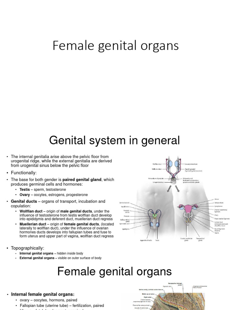 1487 Female Genital Organs 58eb5017c09a5 | PDF | Ovary | Uterus