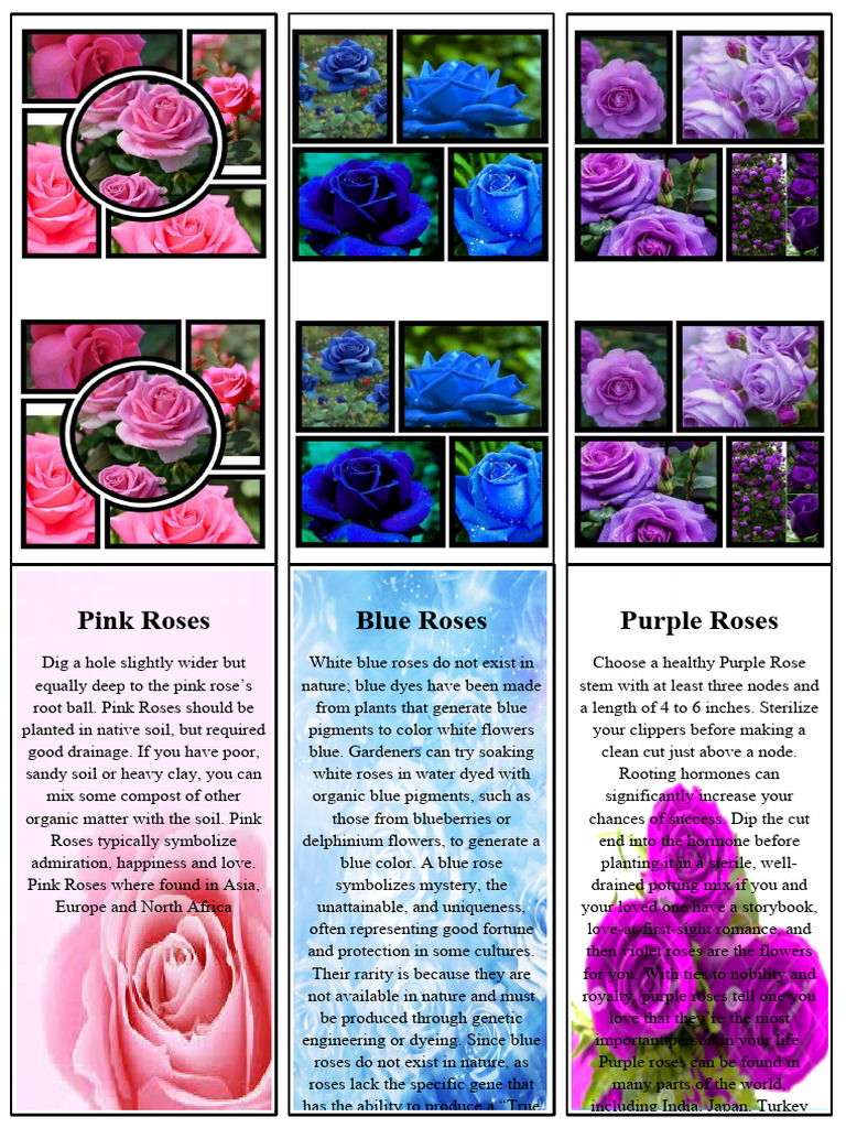 Roses | PDF | Root | Horticulture