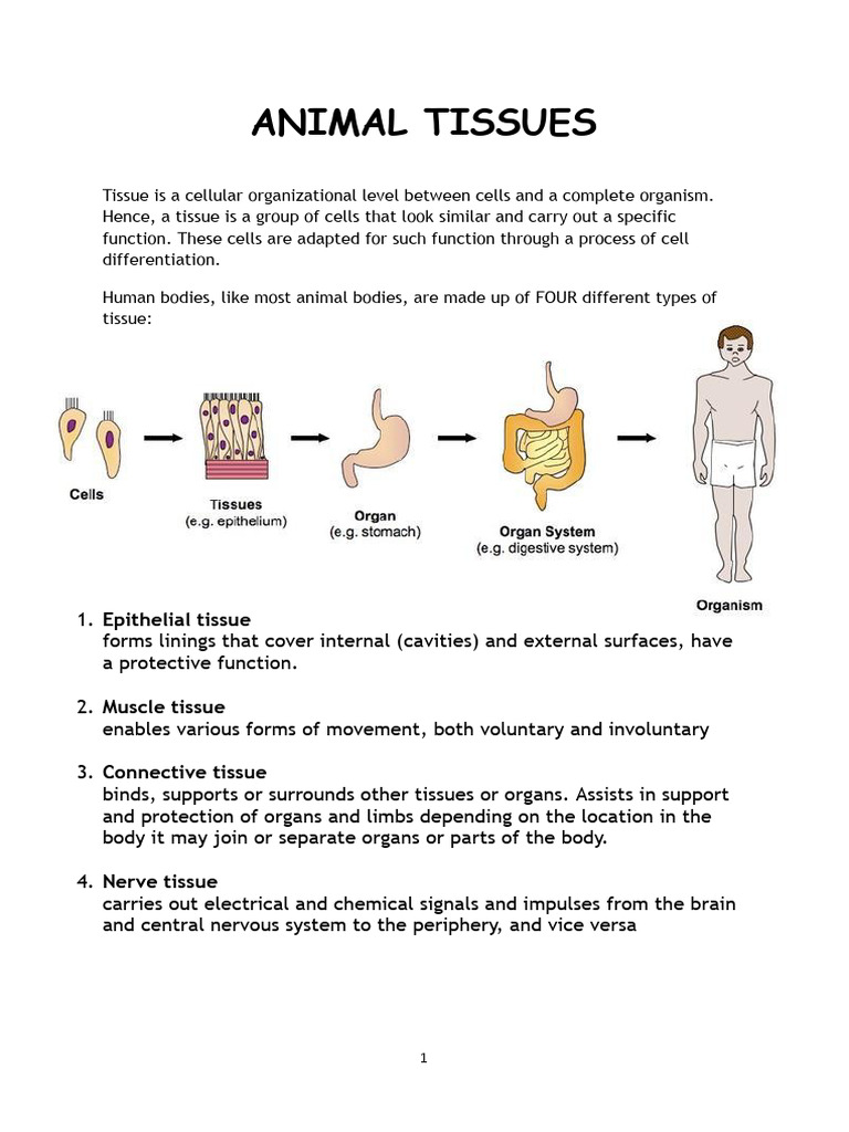 Animal Tissues Notes 2021 | PDF | Epithelium | Muscle