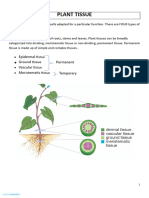 Plant Tissues Notes | PDF | Tissue (Biology) | Plant Stem