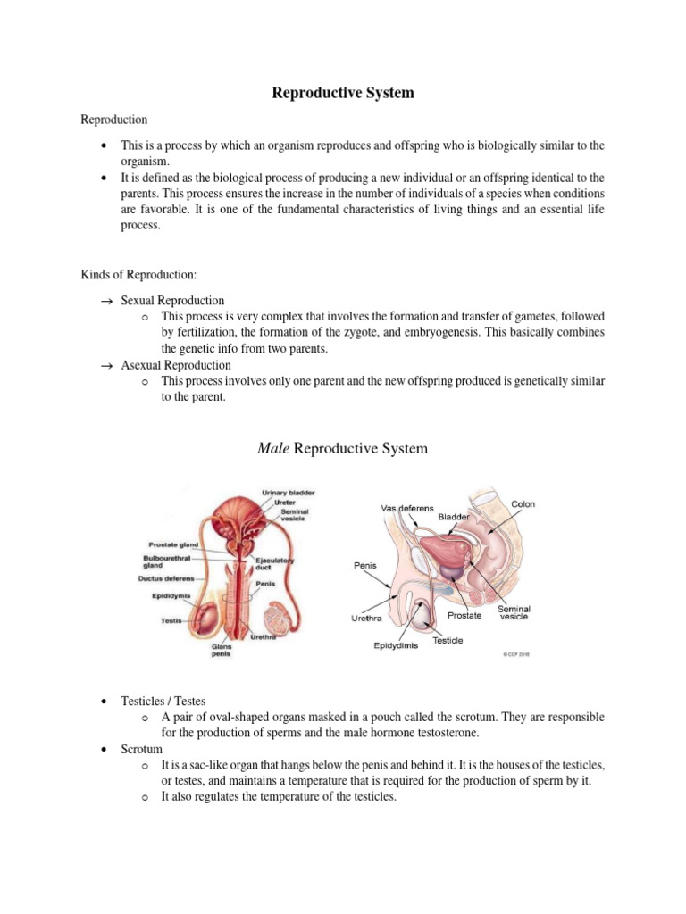 Science 10 - Reproductive System (3rd Q) | Download Free PDF ...
