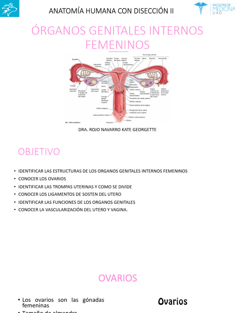 ORGANOS GENITALES FEMENINOS | PDF | Vagina | Ovario