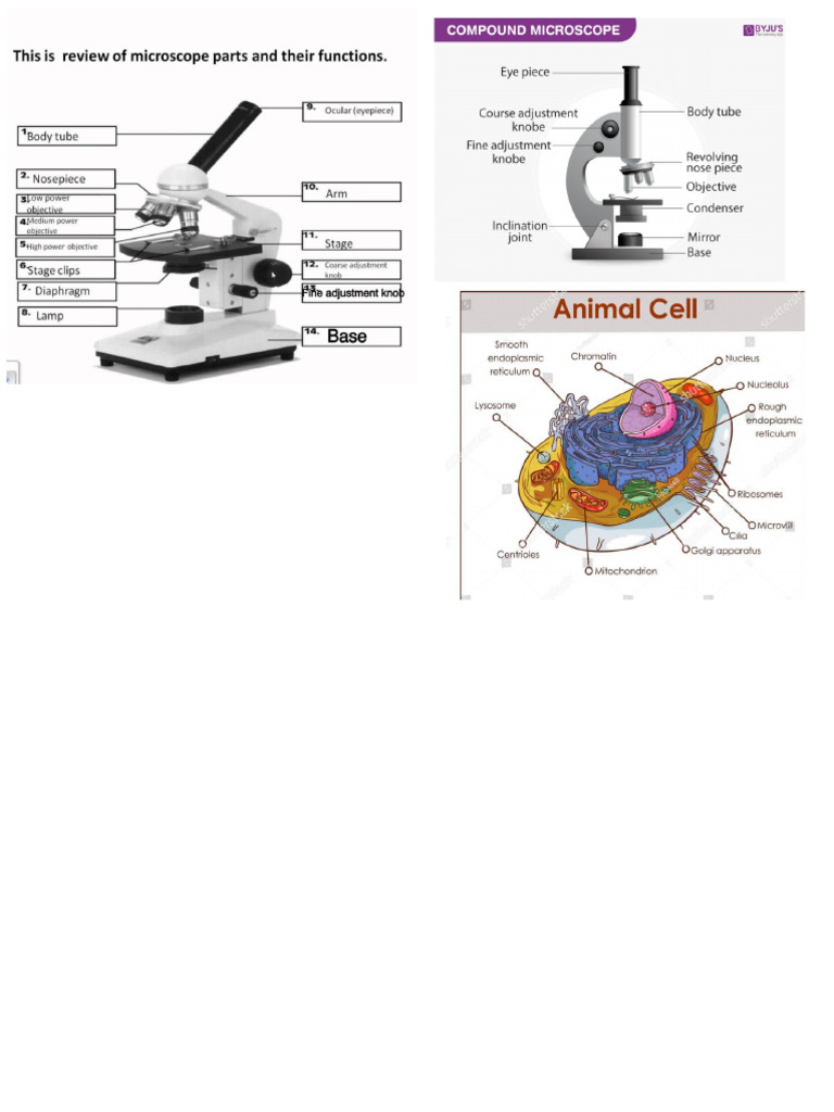 1ST Quarter Science | PDF