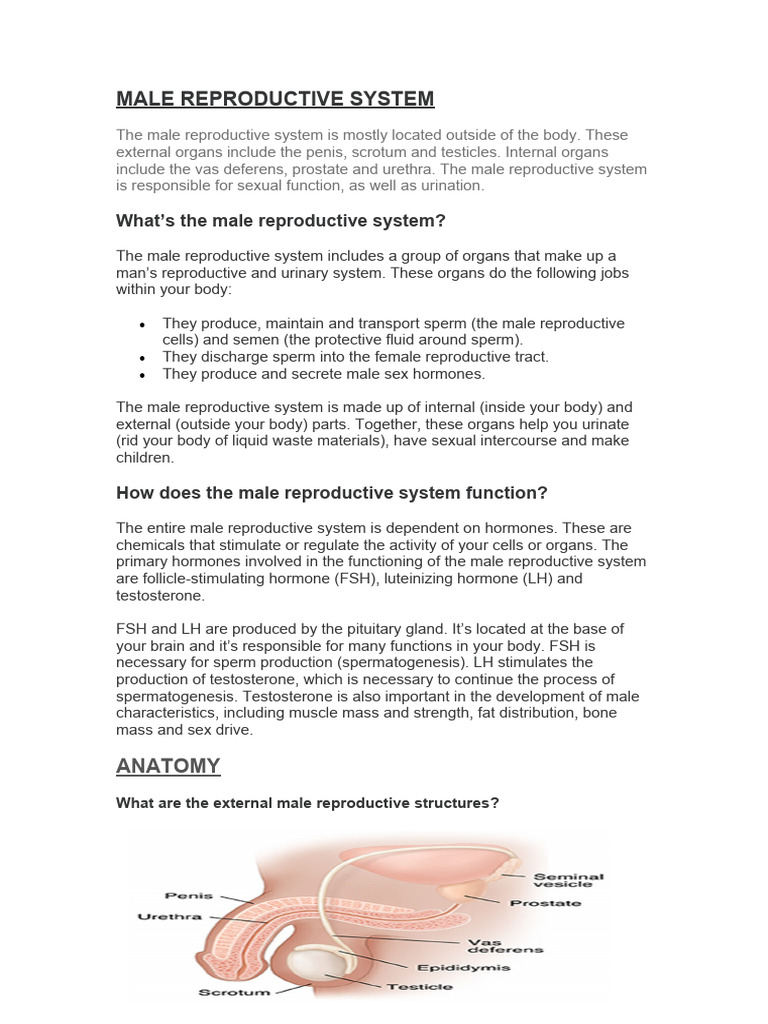 Human Reproductive System Stem 11 | PDF | Menstrual Cycle | Testicle
