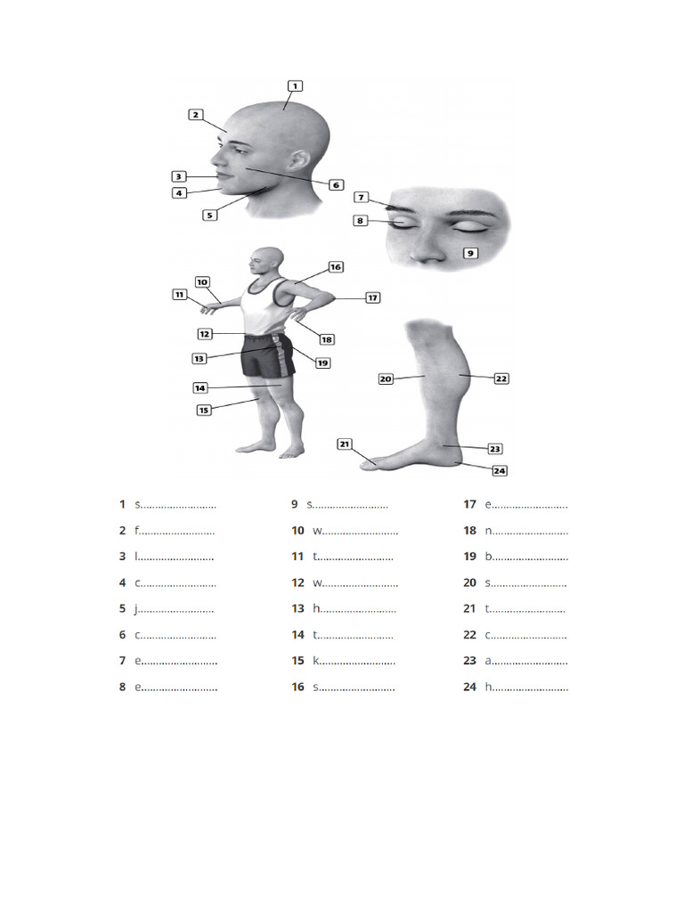 Human Body | PDF