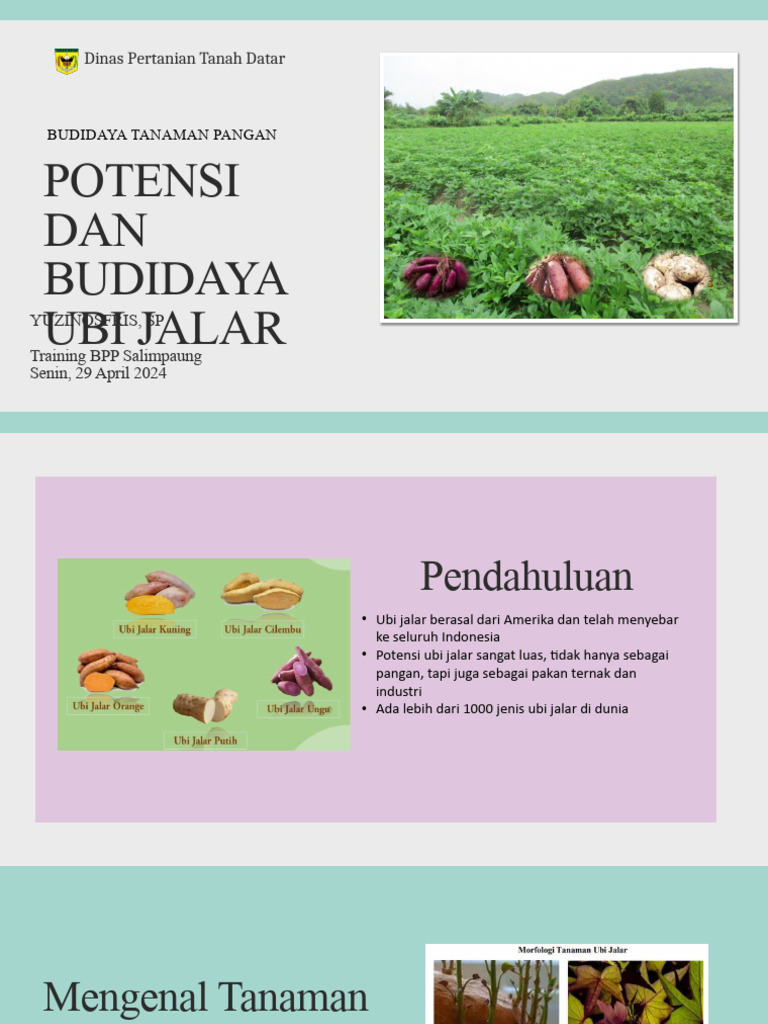 Budidaya Ubi Jalar | PDF