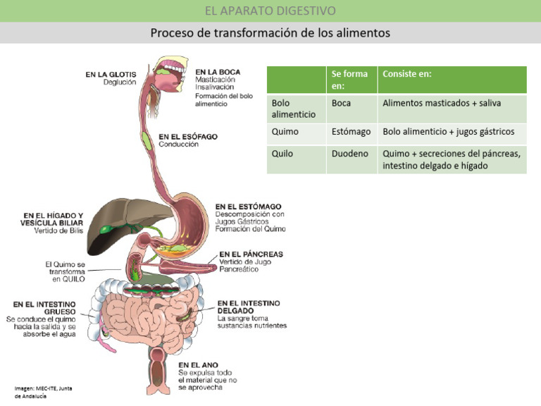 Bolo, Quimo y Quilo | PDF