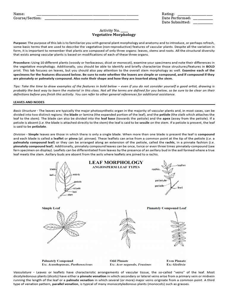 Lab 4 Vegetative Morphology | PDF | Leaf | Organisms