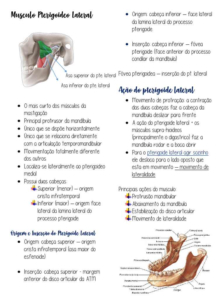 Musculo Pterigoideo Lateral | Download grátis PDF | Anatomia