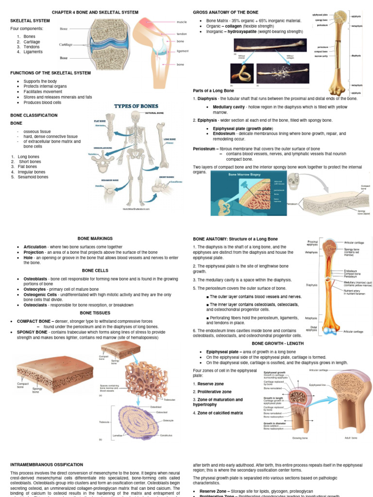 SKELETAL SYSTEM | PDF | Bone | Osteoblast