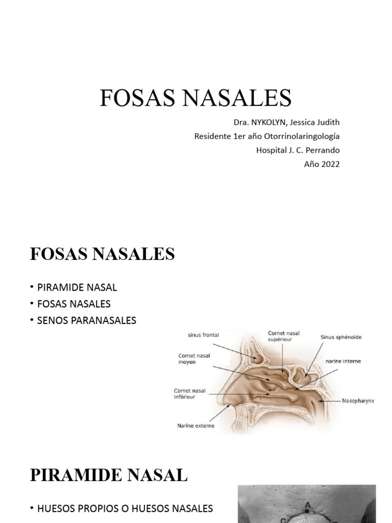8 Fosas Nasales y Senos Paranasales | PDF | Especialidades Quirúrgicas | Sistema olfativo