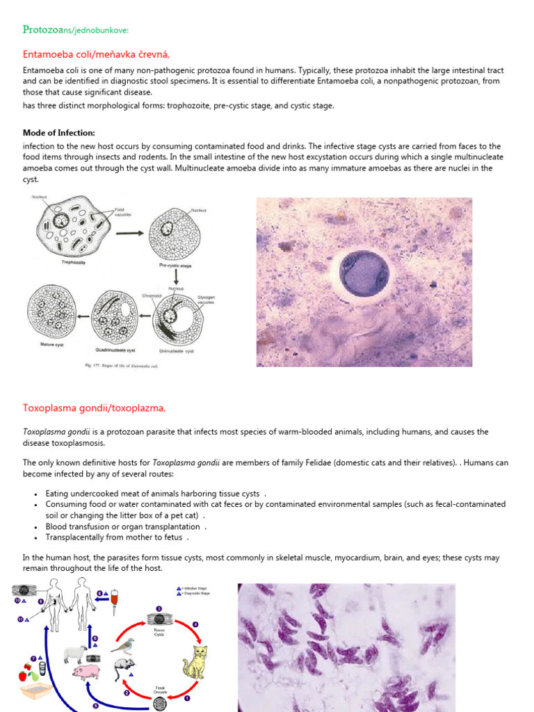 Protozoans | PDF | Biology